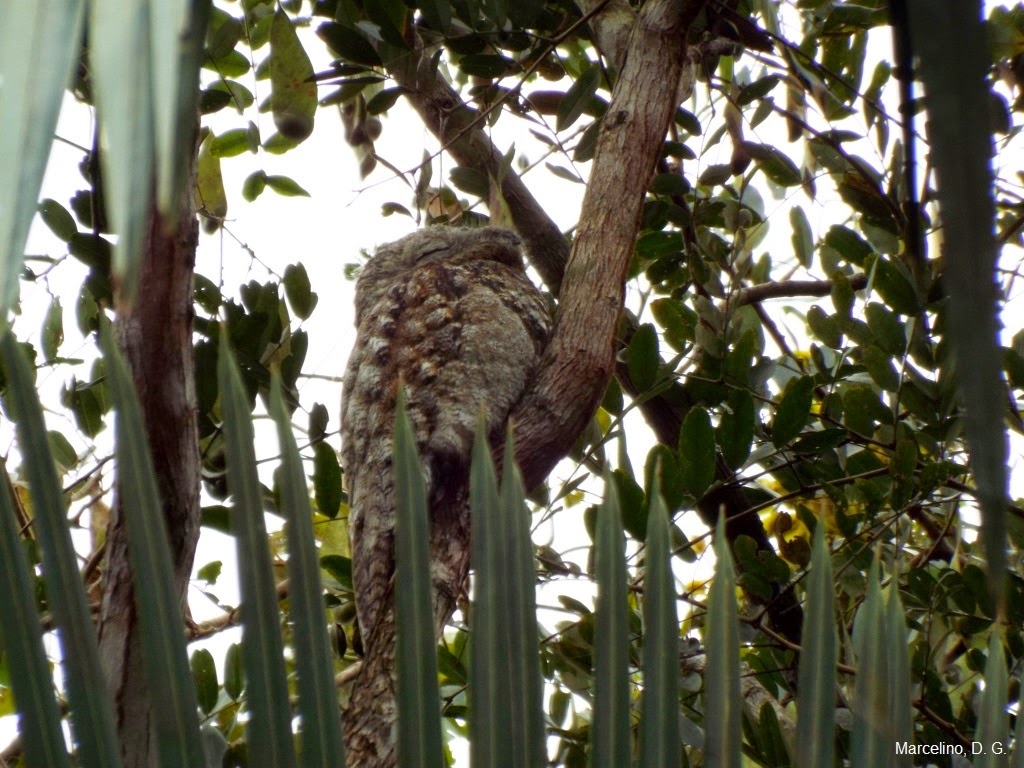 Que bicho é? Você conhece a mãe-da-lua-gigante? - Natureza e Conservação
