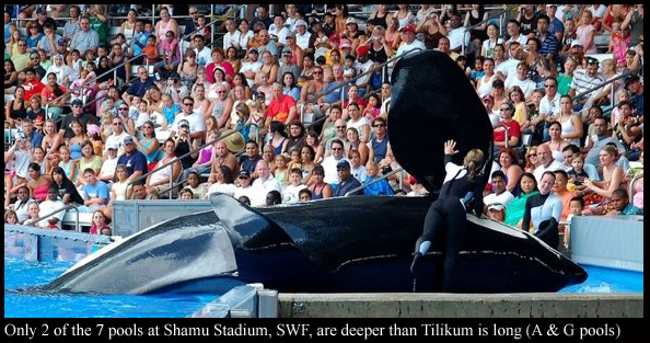 Orca Aware: Captive Orca: Behind the Scenes or Behind Bars?
