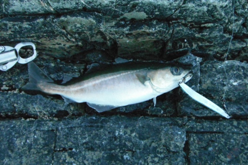 South Coast Bass by RockHunter: A load of Pollocks - 3rd & 4th June 2011