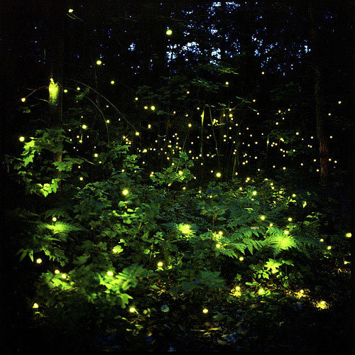 JUGNOO G: jugnoo jugnu fly bugs