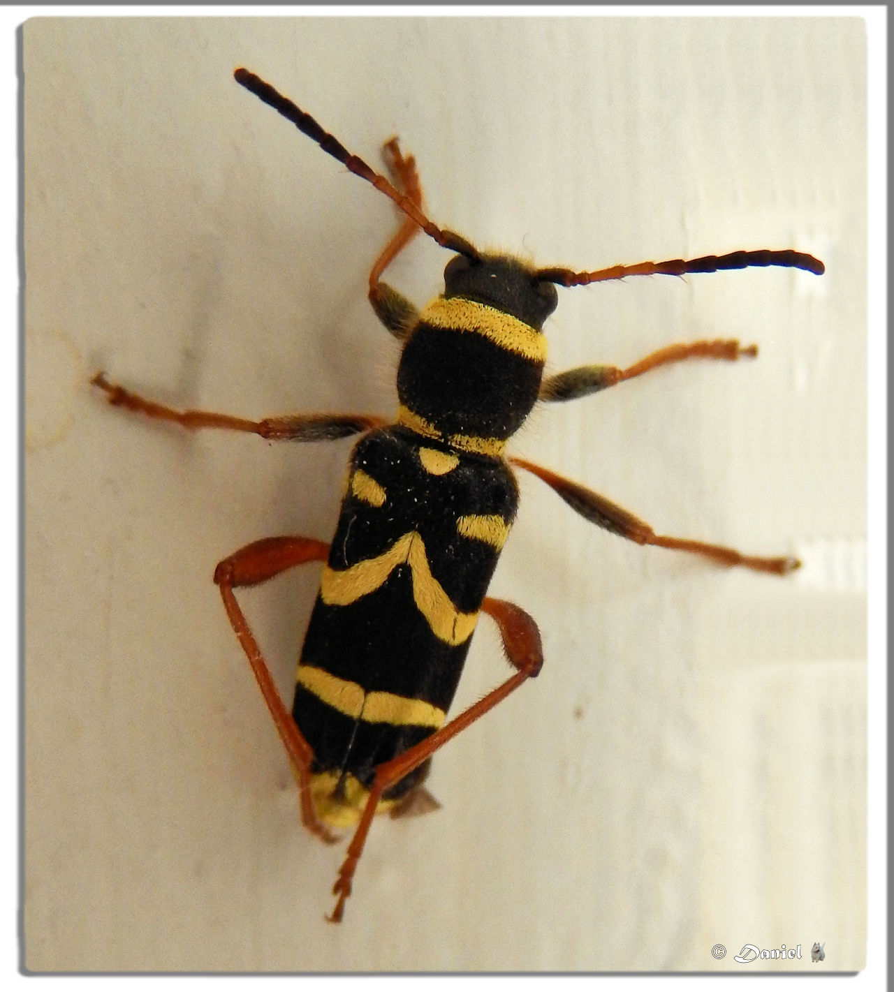 Photos Daniel: Insecte