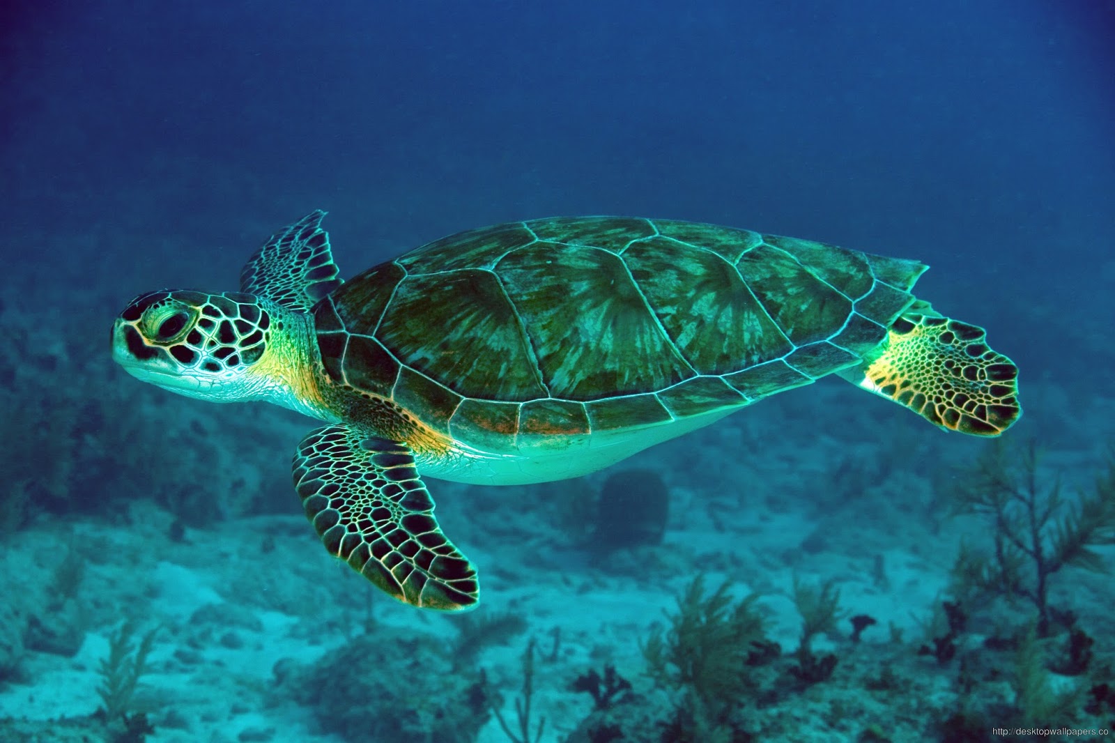 Animals of the world: Chelonia mydas