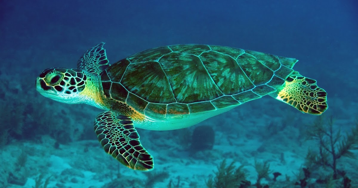 Animals of the world: Chelonia mydas