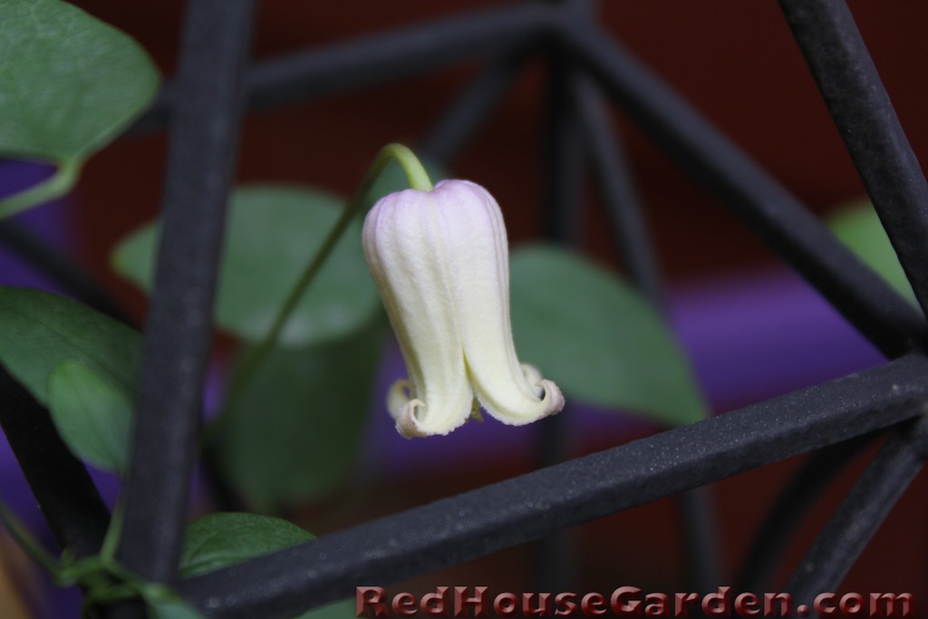 Red House Garden: Persistent Plant Awards