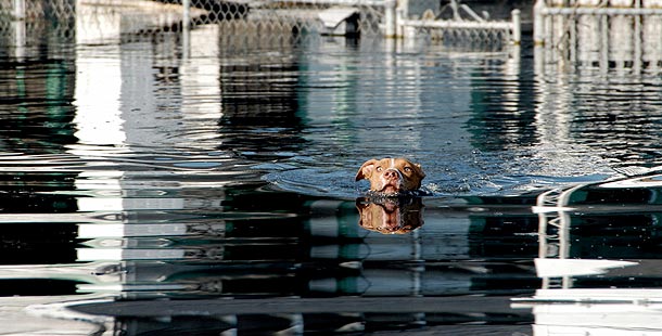 White Wolf : Heroes Converge on Hurricane Zone to Rescue Animals