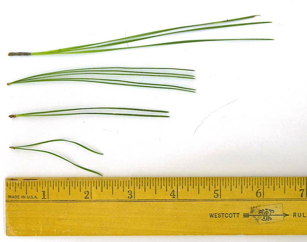 Using Georgia Native Plants: Native Evergreen Conifers in North Georgia