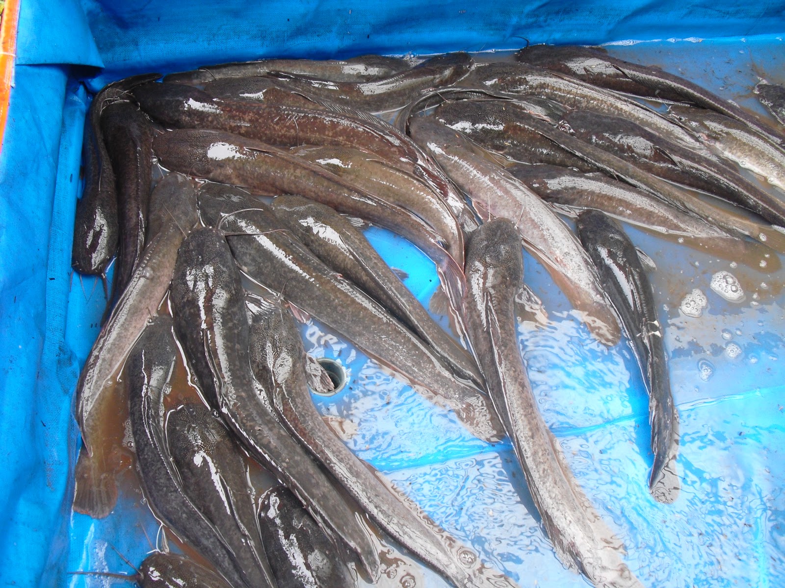 K e Unggulan Lele phyton - phytoncatfishfarm