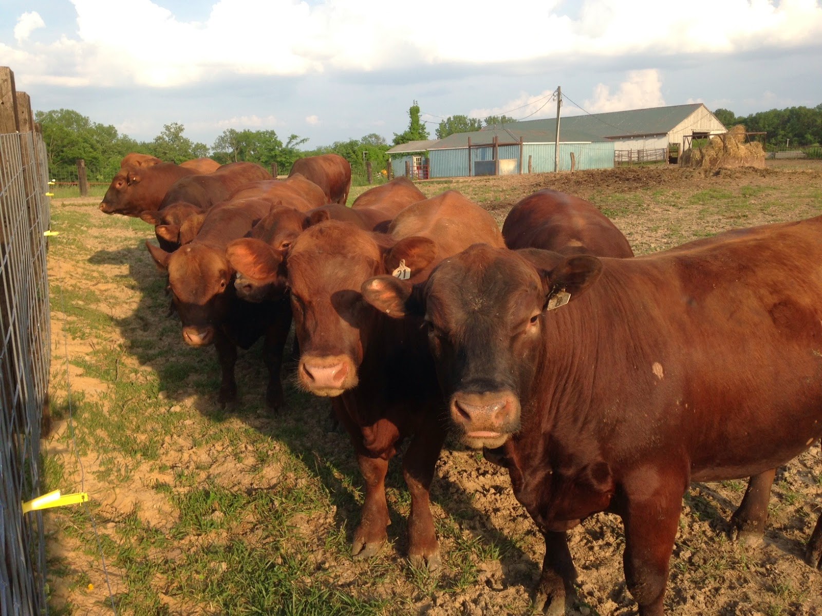 Shalom In The Wilderness: Beautiful Bulls