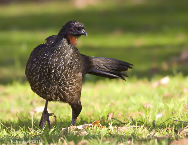 AVES NUESTRAS: PAVA DE MONTE COMUN