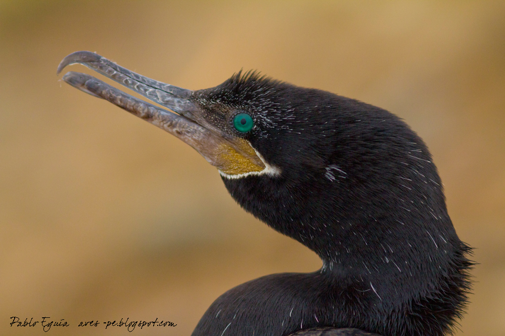 mis fotos de aves: Nannopterum brasilianus Biguá Neotropic Cormorant