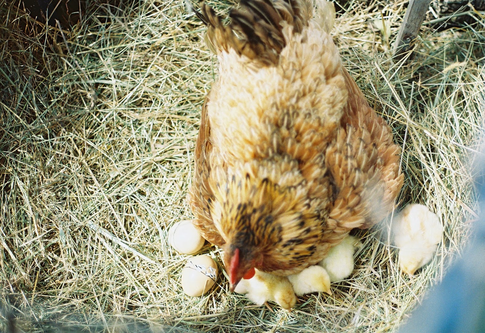 Dozens of photos of hatching chicks