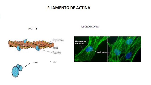 ORGANELAS: filamentos de actina- función y estructura