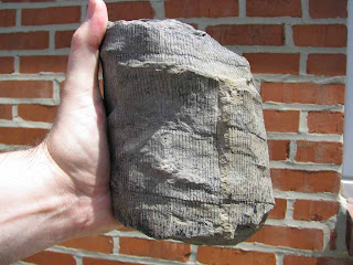 Views of the Mahantango: Calamites and Stigmaria from Hazard, KY