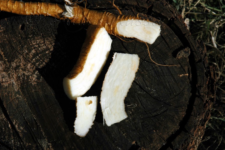 Ethnobotanical Pursuits: Poke as Medicine