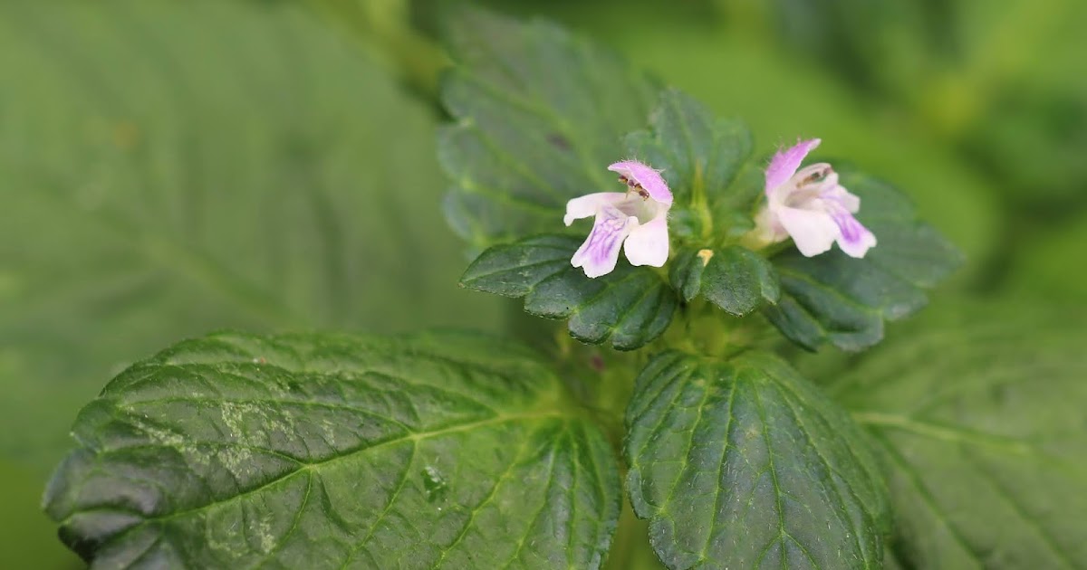 Wilde Planten: Gespleten Hennepnetel