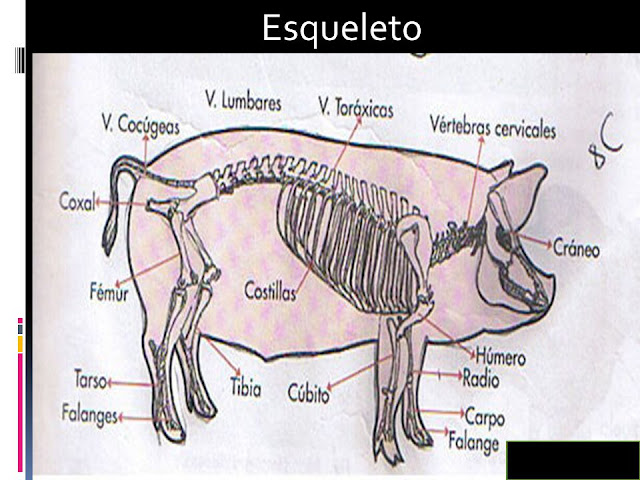 ANATOMÍA Y FISIOLOGÍA DEL CERDO
