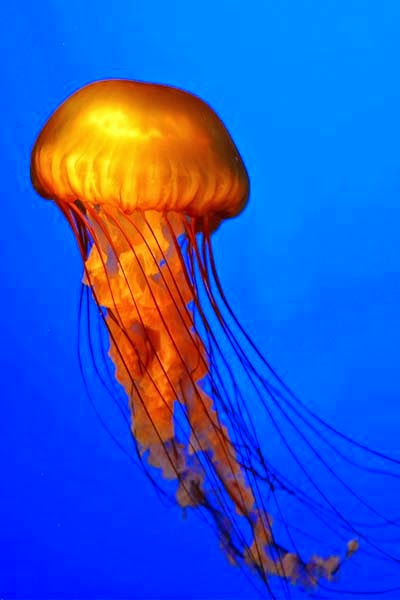 Nama Latin Ubur Ubur, Klasifikasi, dan 8 Fakta Uniknya | Nama Latins