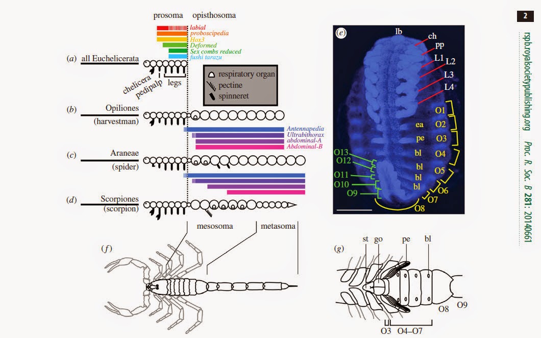 The Scorpion Files Newsblog: On the genetics of scorpion morphology