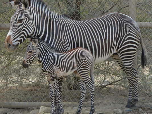 GEOGRAFI LINGKUNGAN: ZEBRA : KUDA BERKULIT GARIS HITAM PUTIH DARI AFRIKA