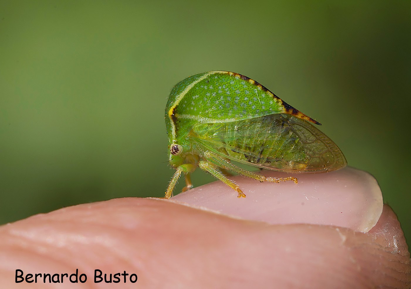 RÍA DE LA VILLA: agosto 2014