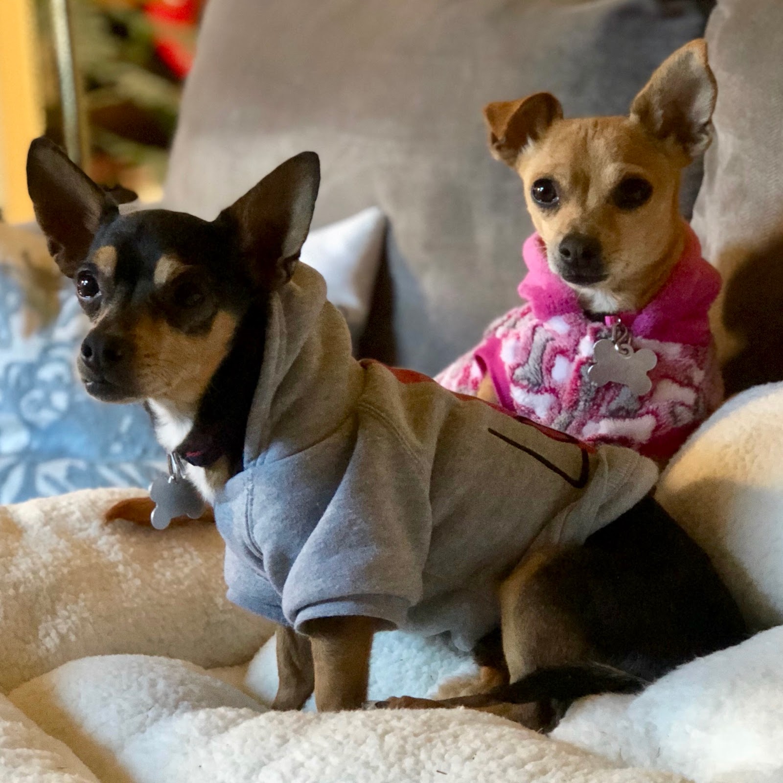 At Rivercrest Cottage: Two Orphan Dogs In A Christmas Tale