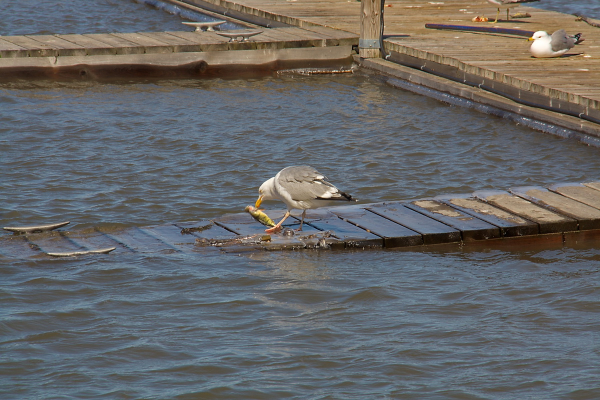 Eye Candy: Seagull Feeding