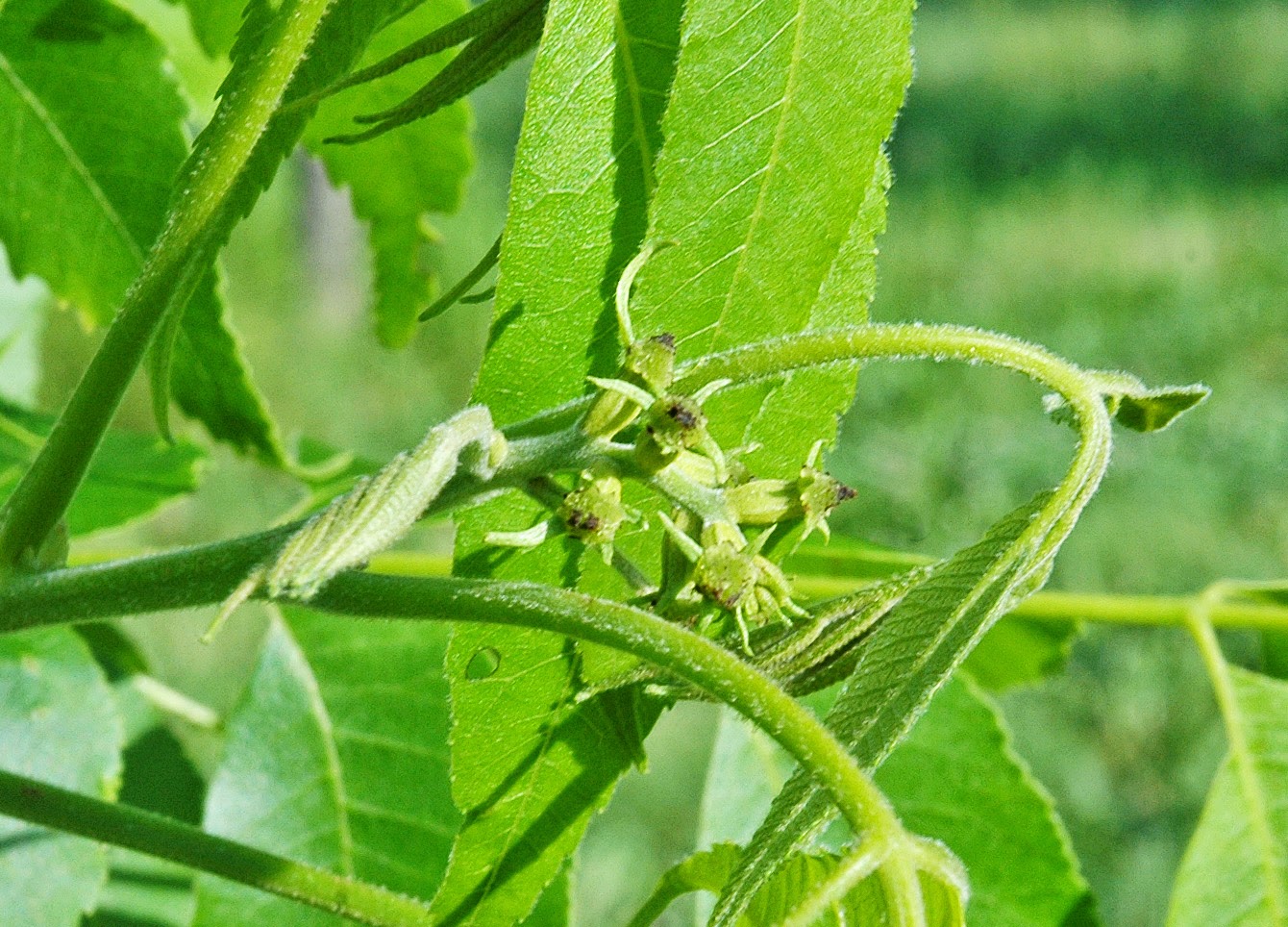Northern Pecans: Pecan pollination season well underway