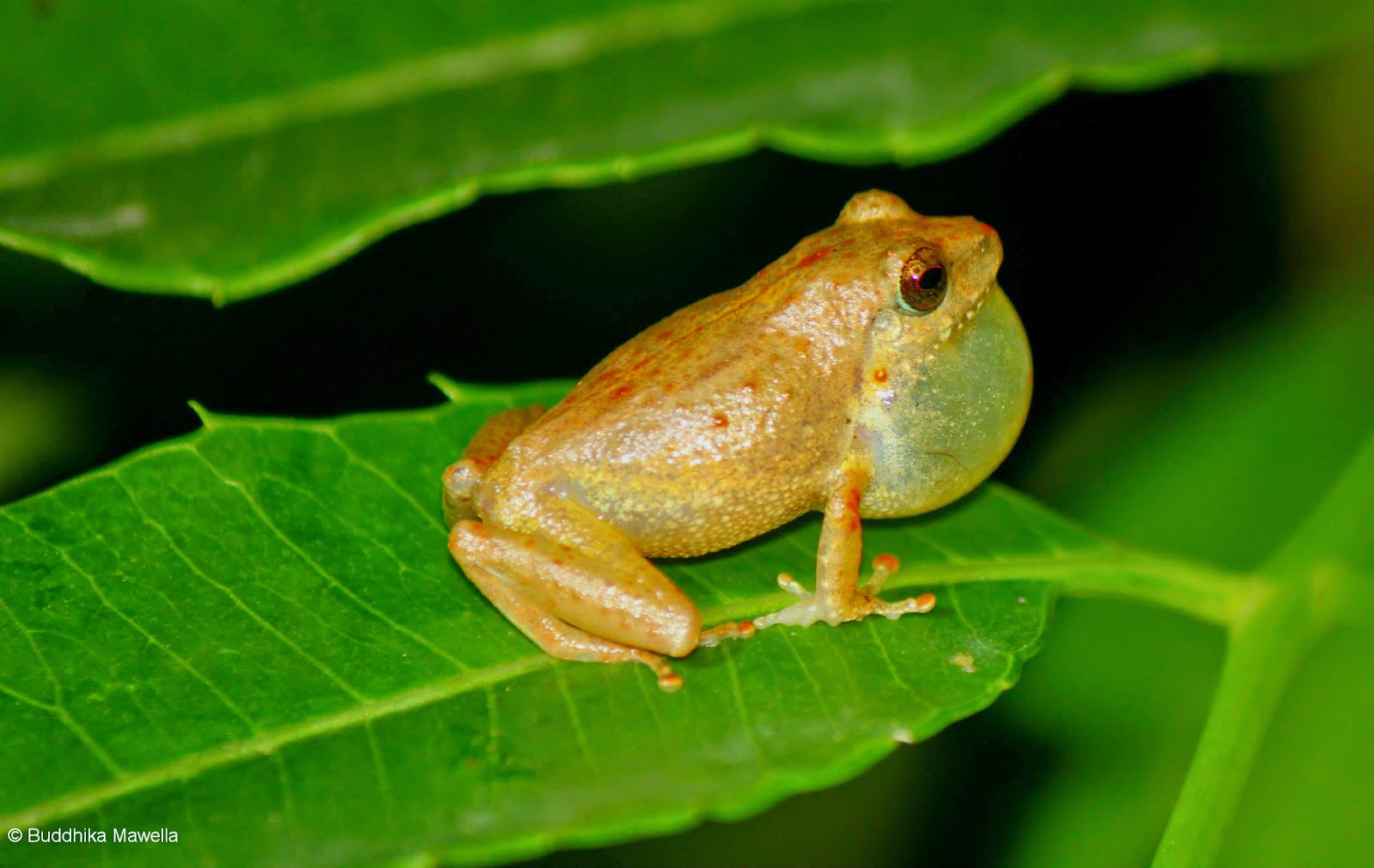 Lanka Nature Summary Common Shrub Frog Pseudophilautus Popularis lanka-nature-summary-common-shrub-frog-pseudophilautus-popularis