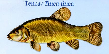 La Tenca 🔗 National Carpfishing