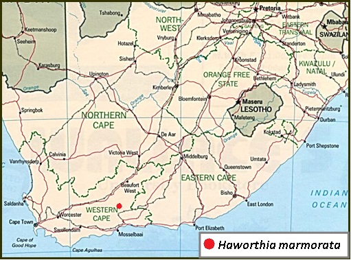 All you wanted to know about Haworthias, Gasterias and Astrolobas ...