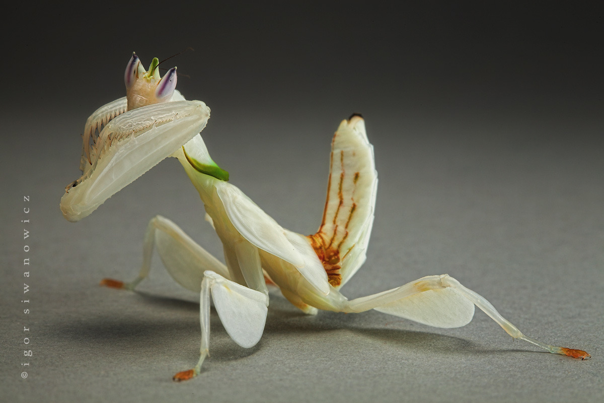 1000 temas de que hablar: Los 15 Insectos mas Extraños del Mundo