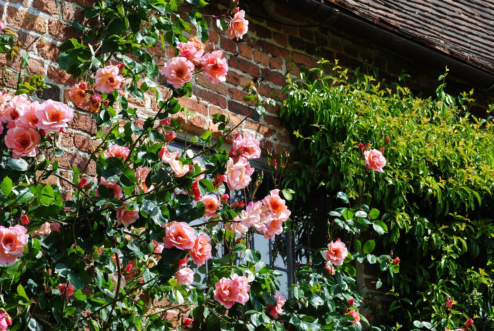 Ärligt och härligt om trädgård och natur: Rosor på Sissinghurst