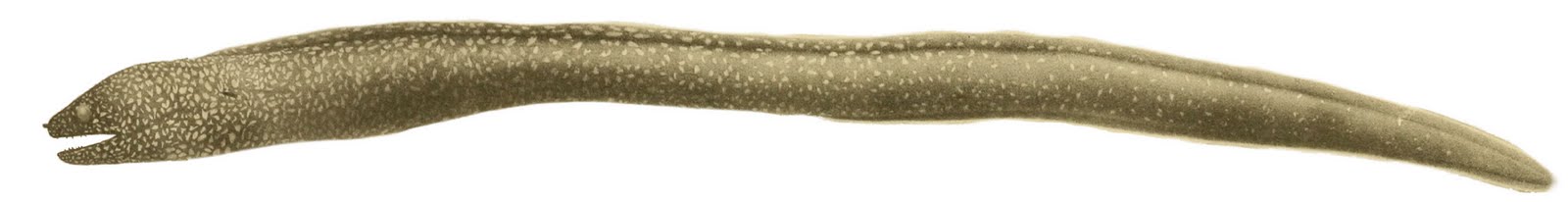 生き物イラスト図鑑 &フリー素材 Free Biological images: ミゾレウツボ - Sleet moray ...