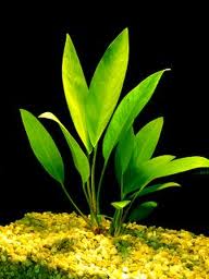 Aquatic Aquarium Plants: Anubias Congensis - Anubias afzelii