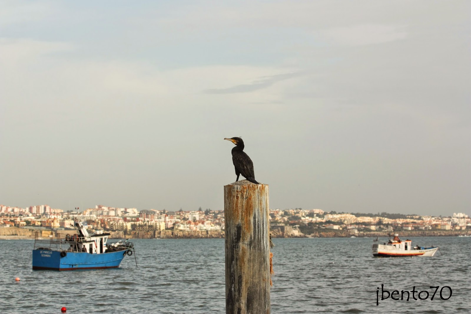 Birding Cascais: Corvo-marinho-comum /Great Cormorant (Phalacrocorax ...