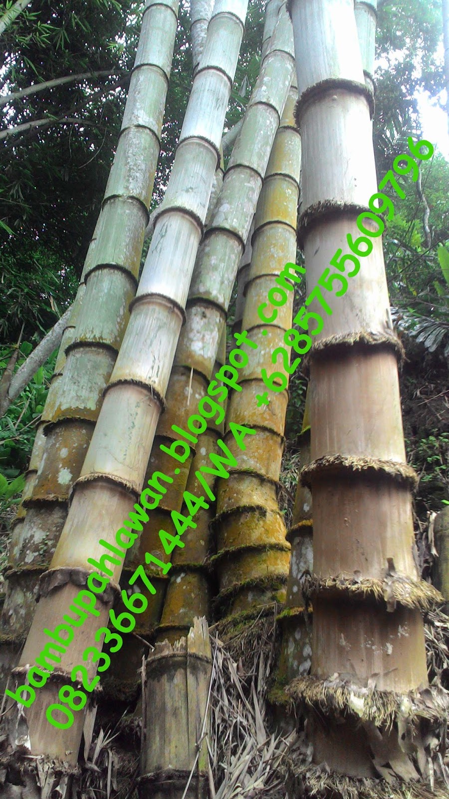 BAMBU PAHLAWAN: jual bambu surabaya