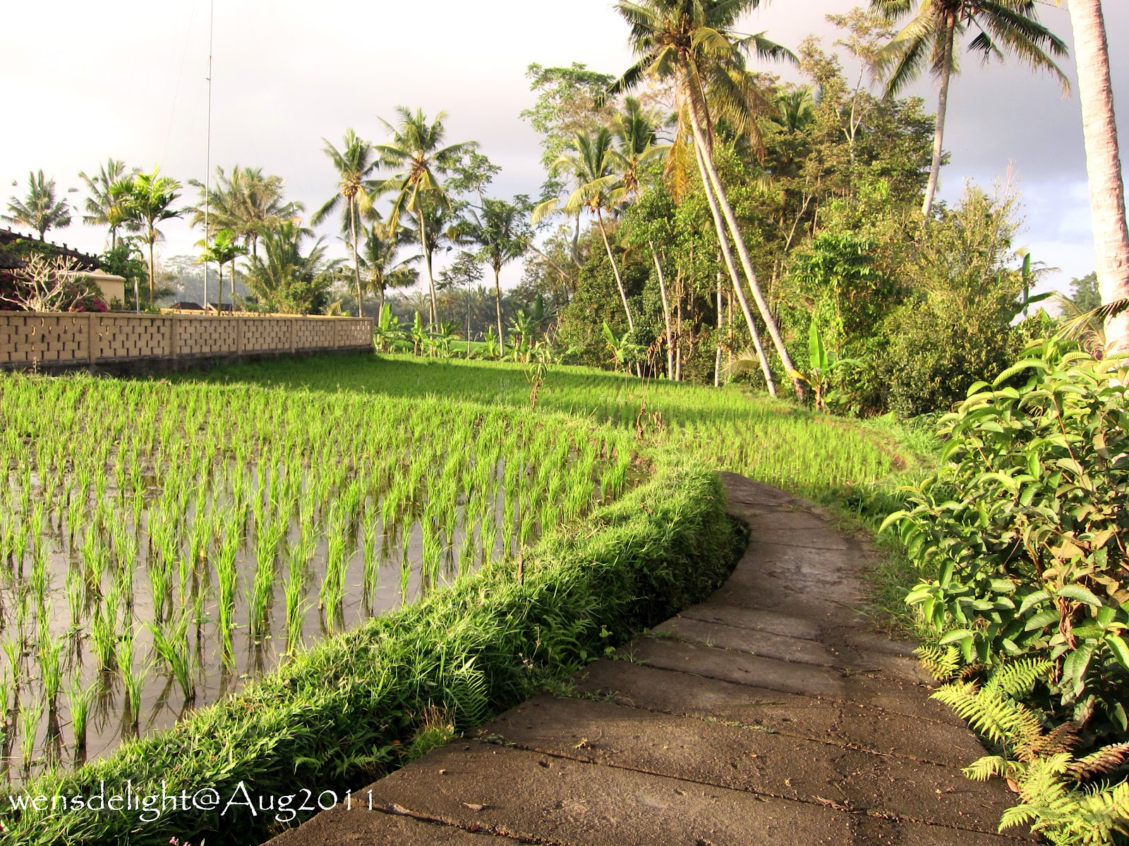 Wen's Delight: Rice Paddy Fields @ Ubud, Bali