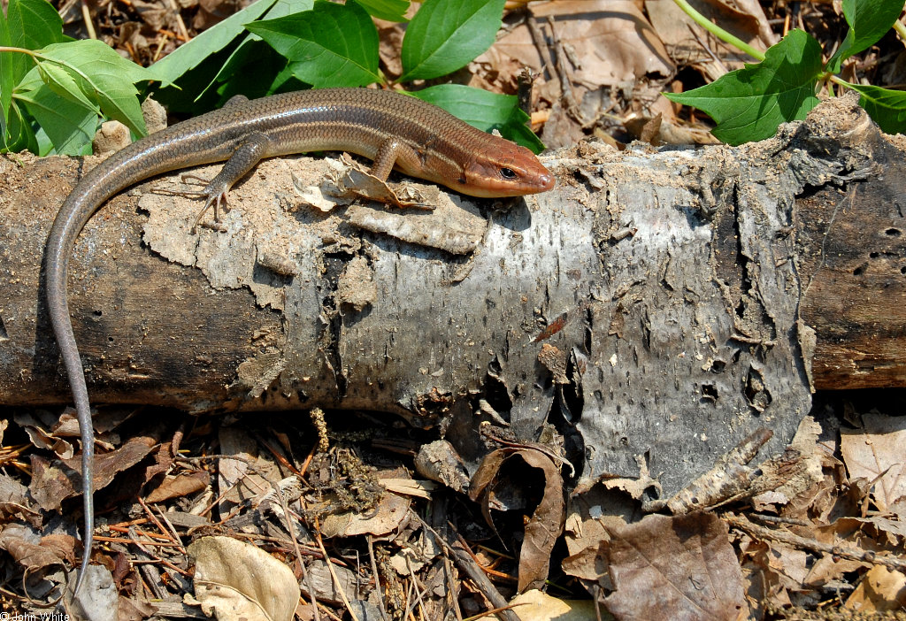 My Leaky Waders: Paddleboarding and Reptiles