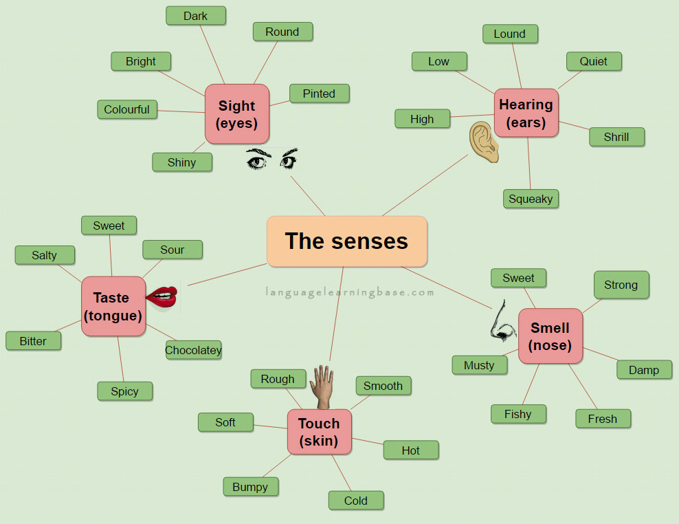 Click on: THE SENSES