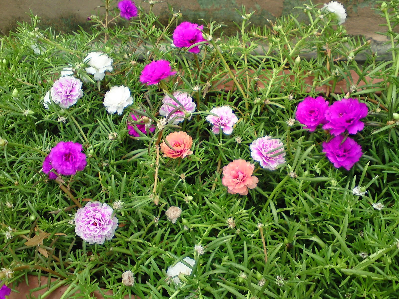 Taman Darul Iman: Bunga ros jepun