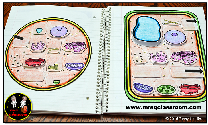 Animal Cell Interactive Notebook - vrogue.co