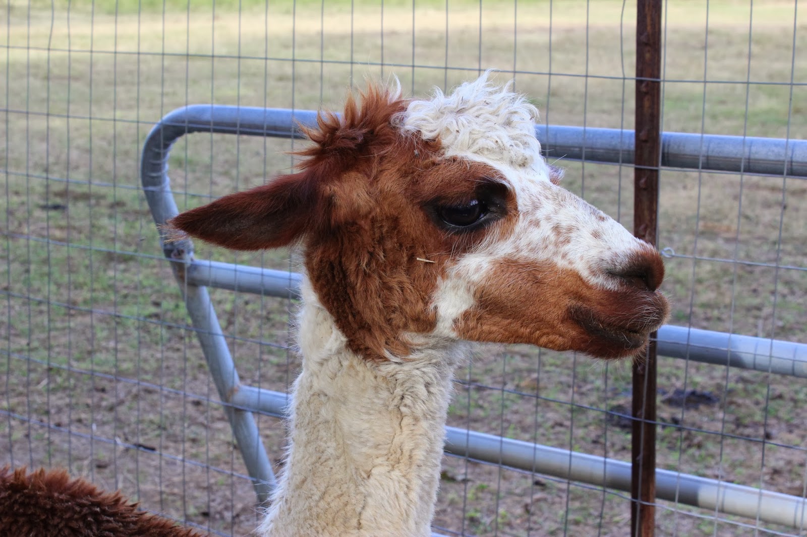 Piper Arielle: Scottish Girl Scout