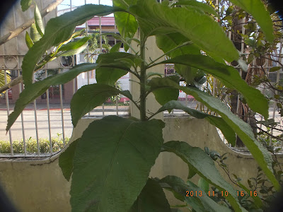 Photography with Dr. Ernie.: Alibhon or Sambong