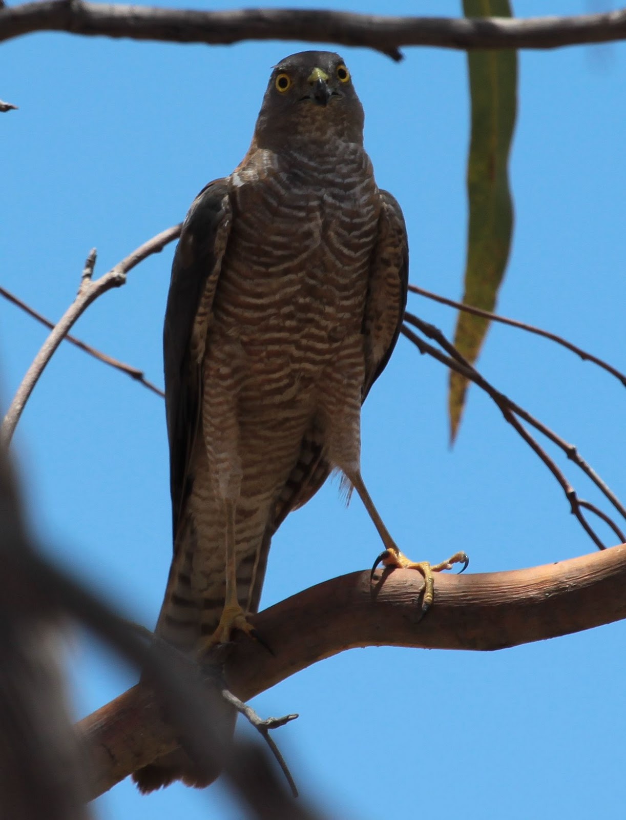Richard Waring's Birds of Australia: January 2012