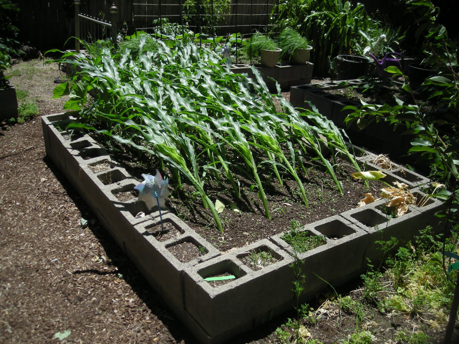 What Is Plant Lodging at Nancy Collins blog