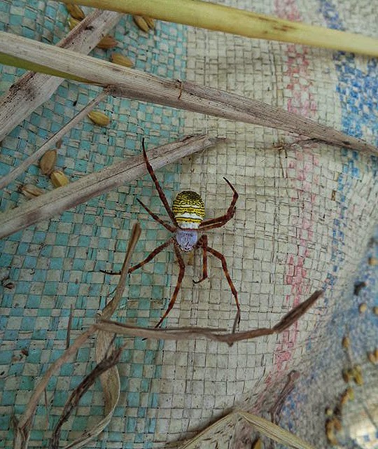 Arachnerds: Spiders of Nepal