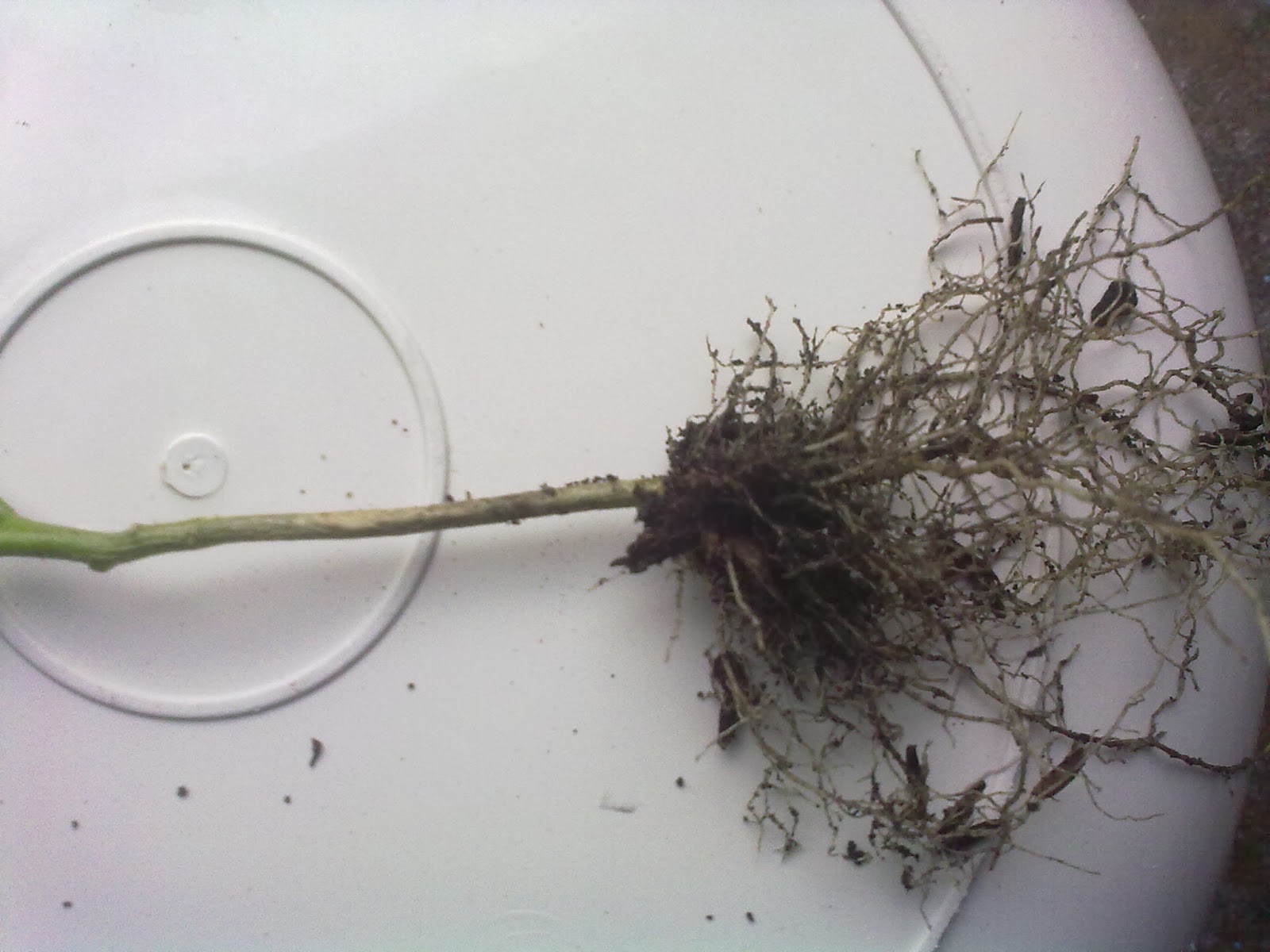 Praktikum 8 morfologi tumbuhan | ariyantilisa24