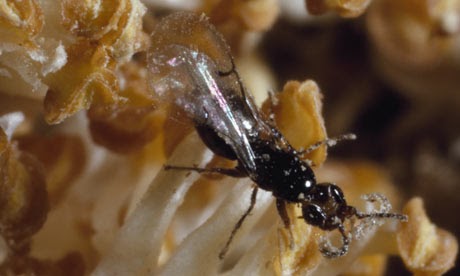 Real Monstrosities: Fig Wasp