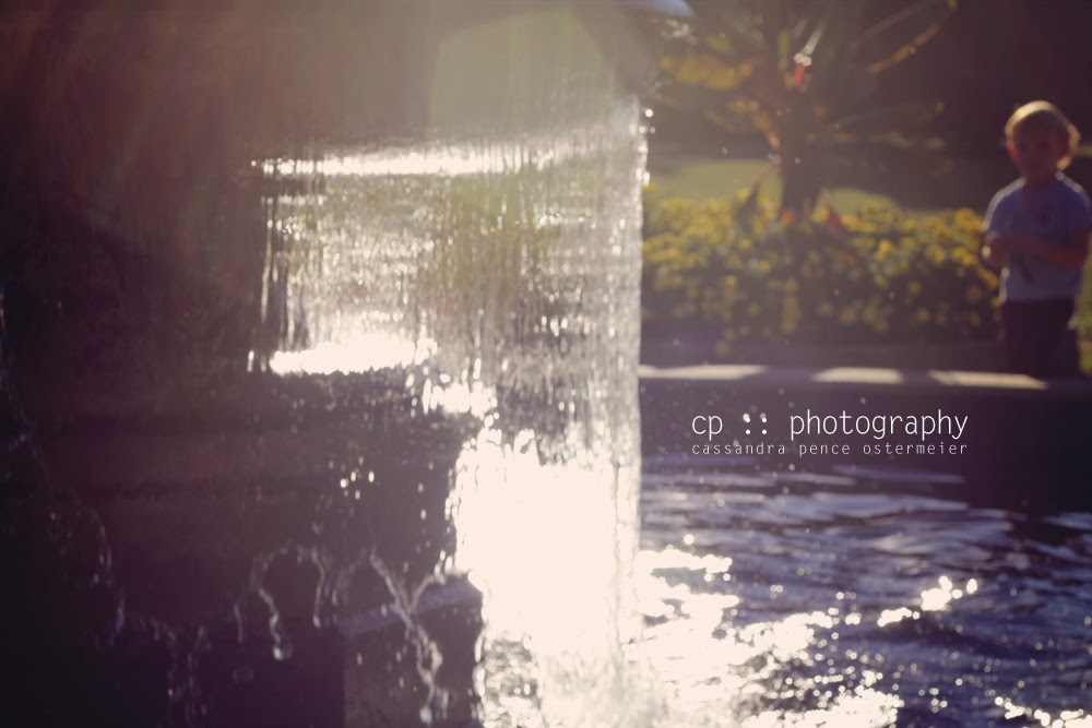 sassafras: light & focus :: abstract photography