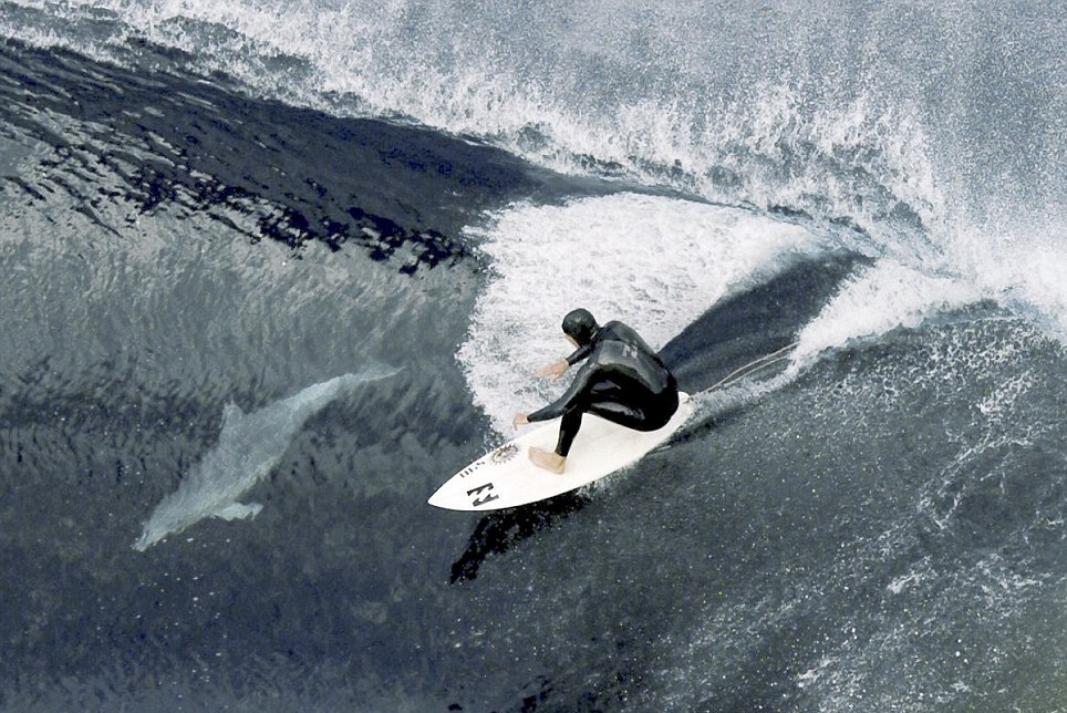 Dolphins Surfing and Amaze Surfer Share Waves - Urban Surf